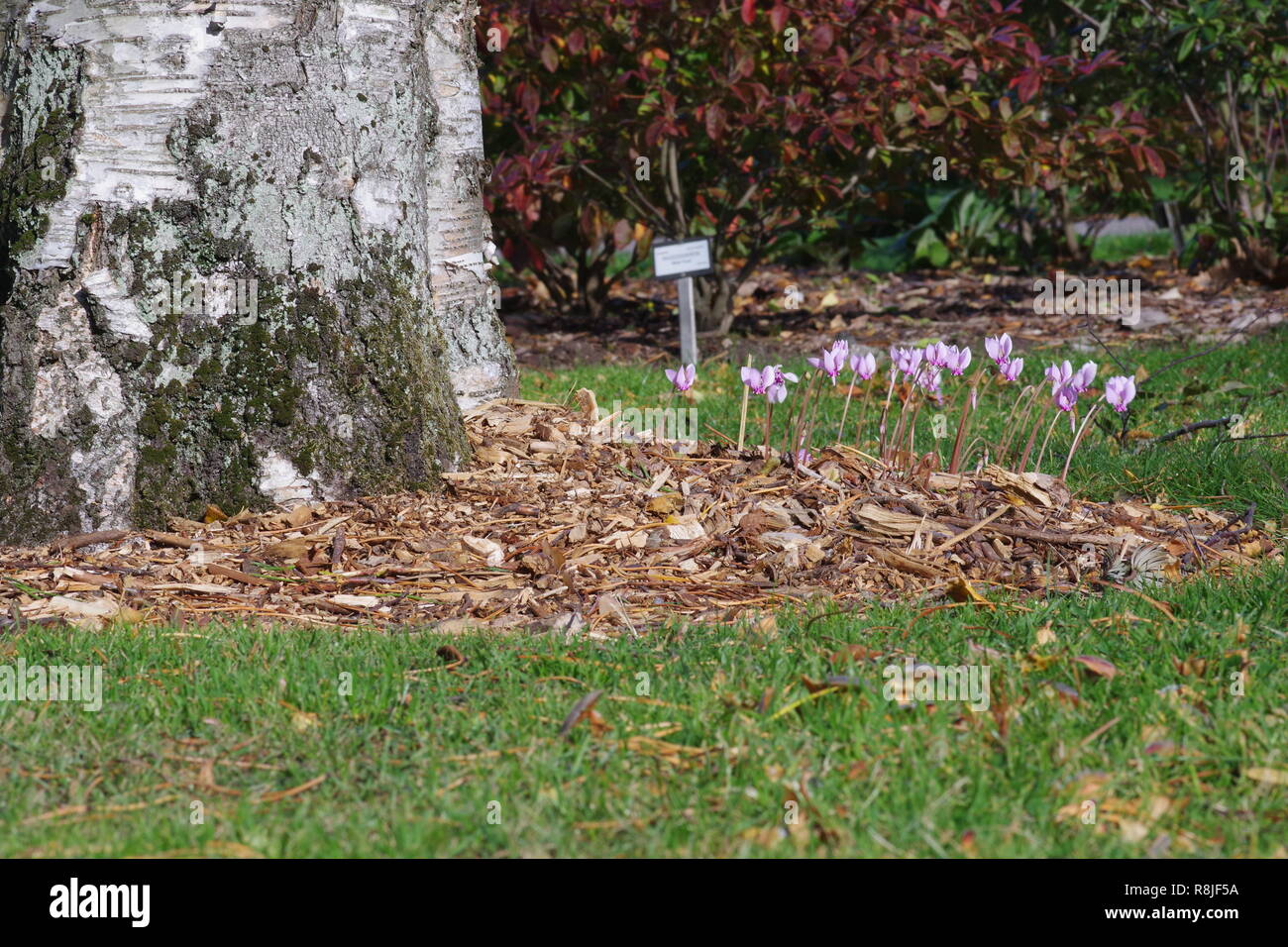 Pink Cyclamen flower at the base of silver birch trees. Cruickshank ...