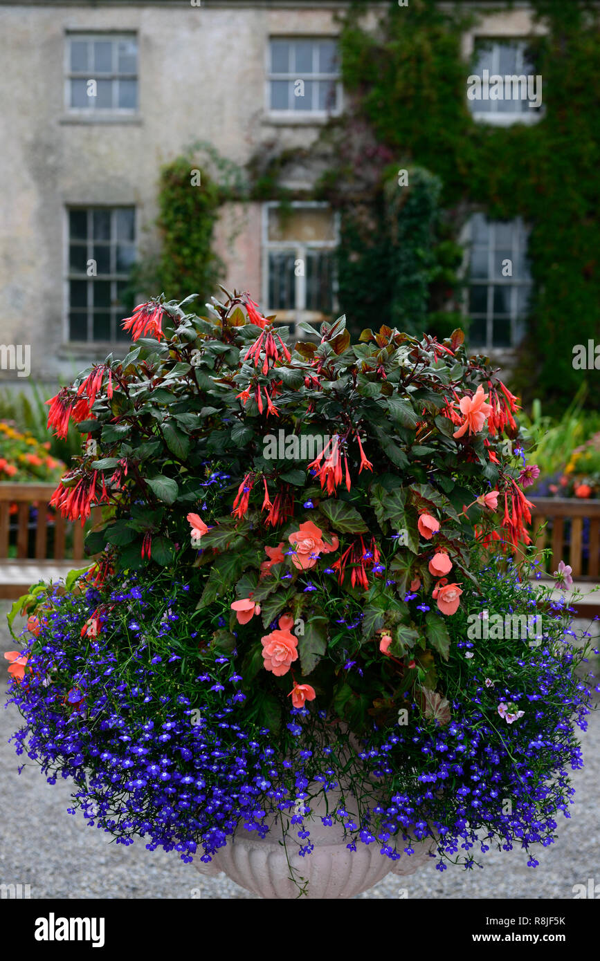 Fuchsia flower orange hi-res stock photography and images - Alamy