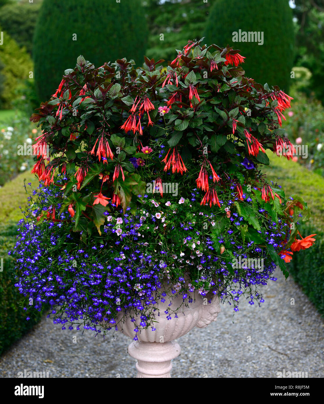 Fuchsia flower orange hi-res stock photography and images - Alamy