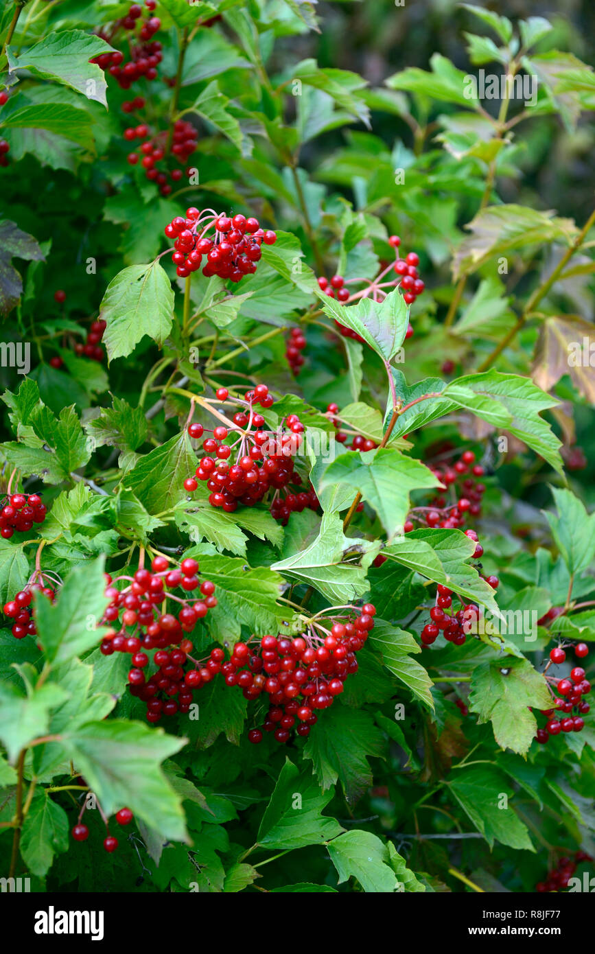 Viburnum opulus compactum hi-res stock photography and images - Alamy