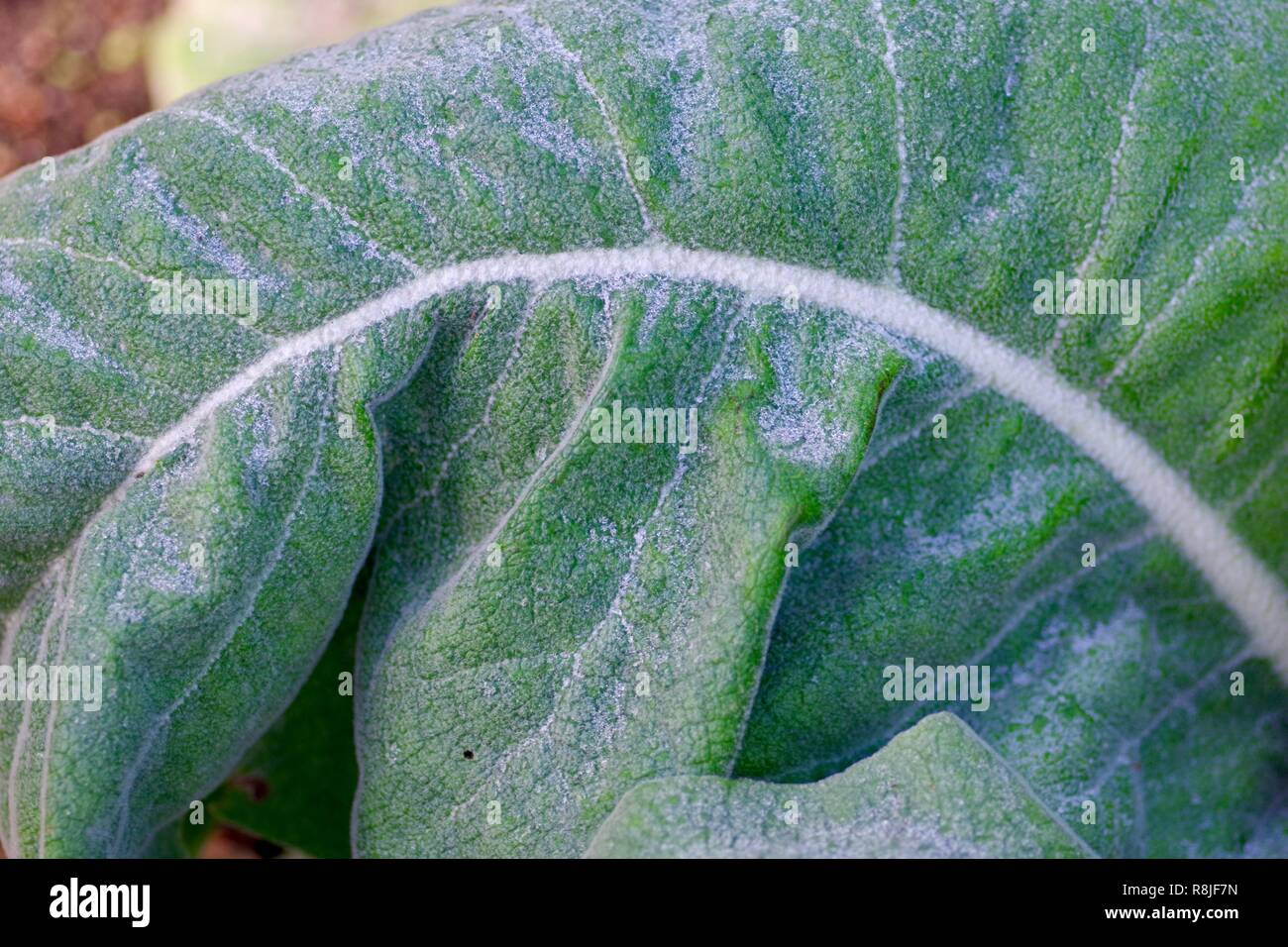 Senecio angel wings hi-res stock photography and images - Alamy