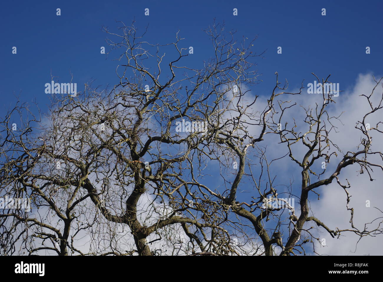 Leafless Winter Tree Skeleton on a Sunny Autumn Day. Cruickshank ...