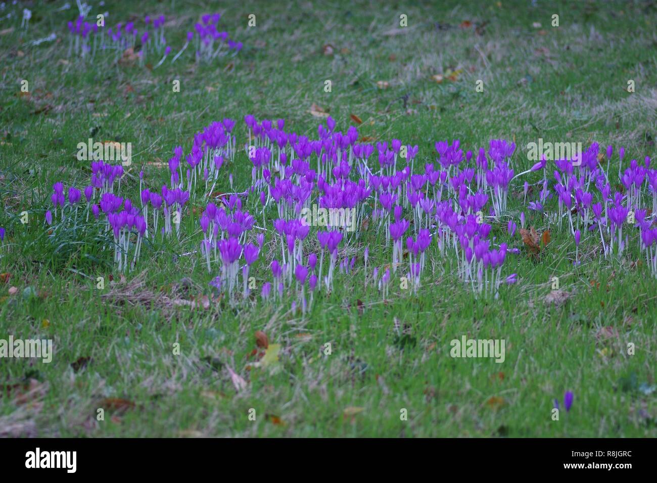 Patch of Purple Autumn Crocus Flowers Growing in a Lawn. Cruickshank ...