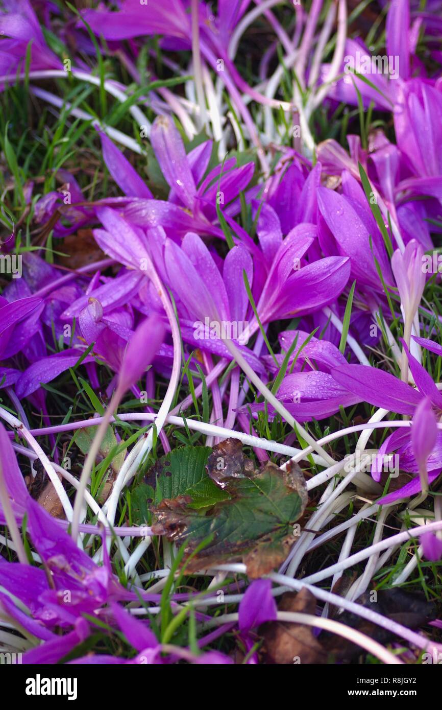 Wind Damaged Patch of Purple Autumn Crocus Flowers. Cruickshank Botanic ...