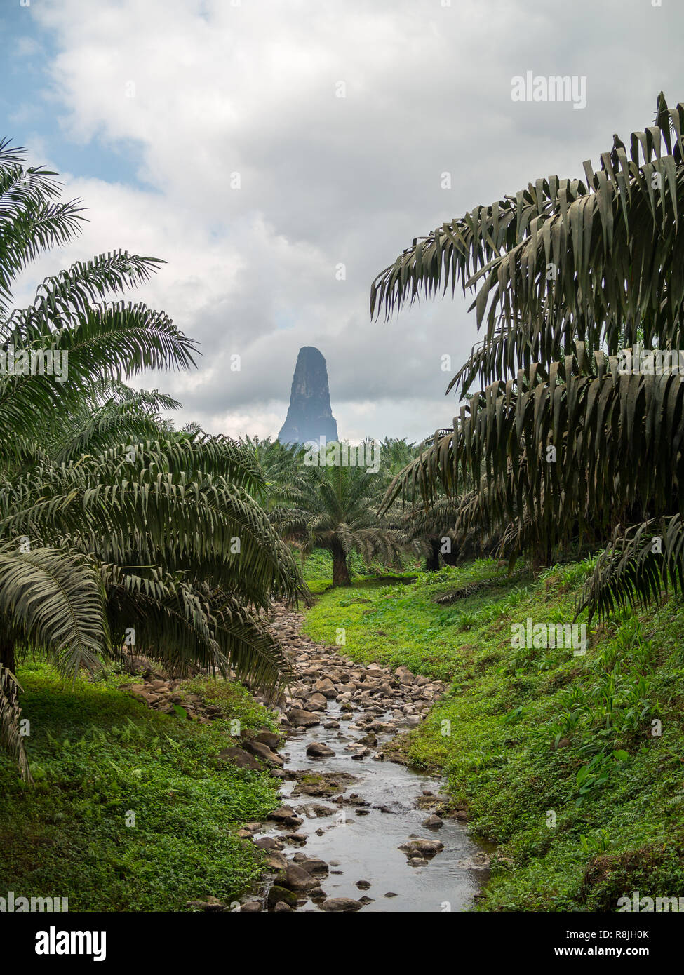 Pico do Cão Grande between the palm trees Stock Photo - Alamy