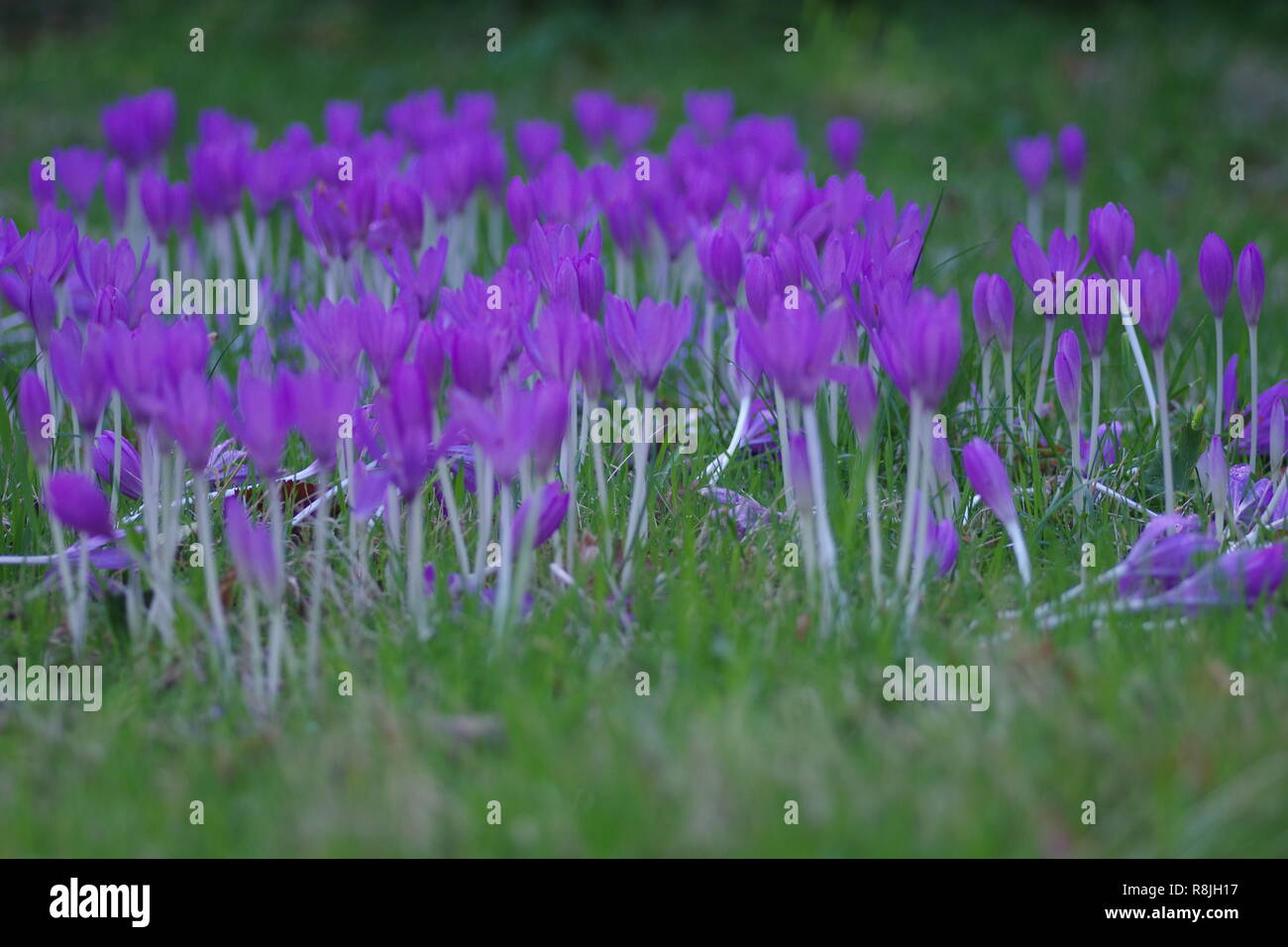 Cruickshank botanic garden hi-res stock photography and images - Alamy