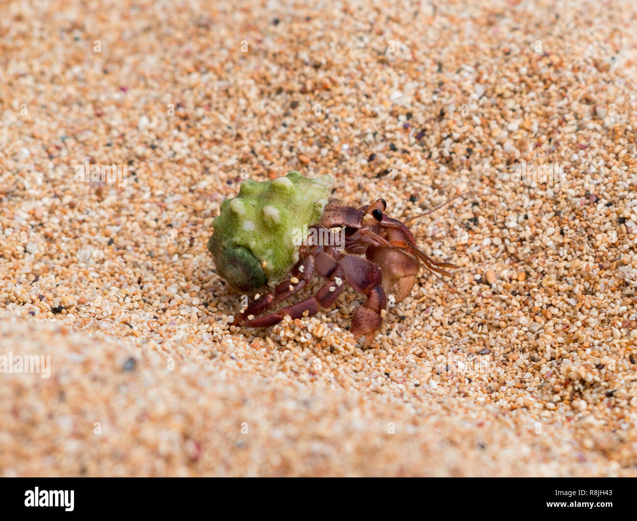 Shelled crustacean hi-res stock photography and images - Alamy