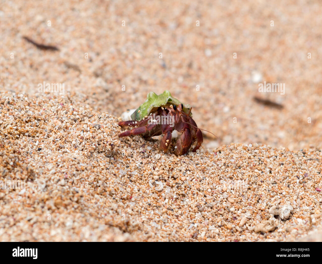 Shelled crustacean hi-res stock photography and images - Alamy