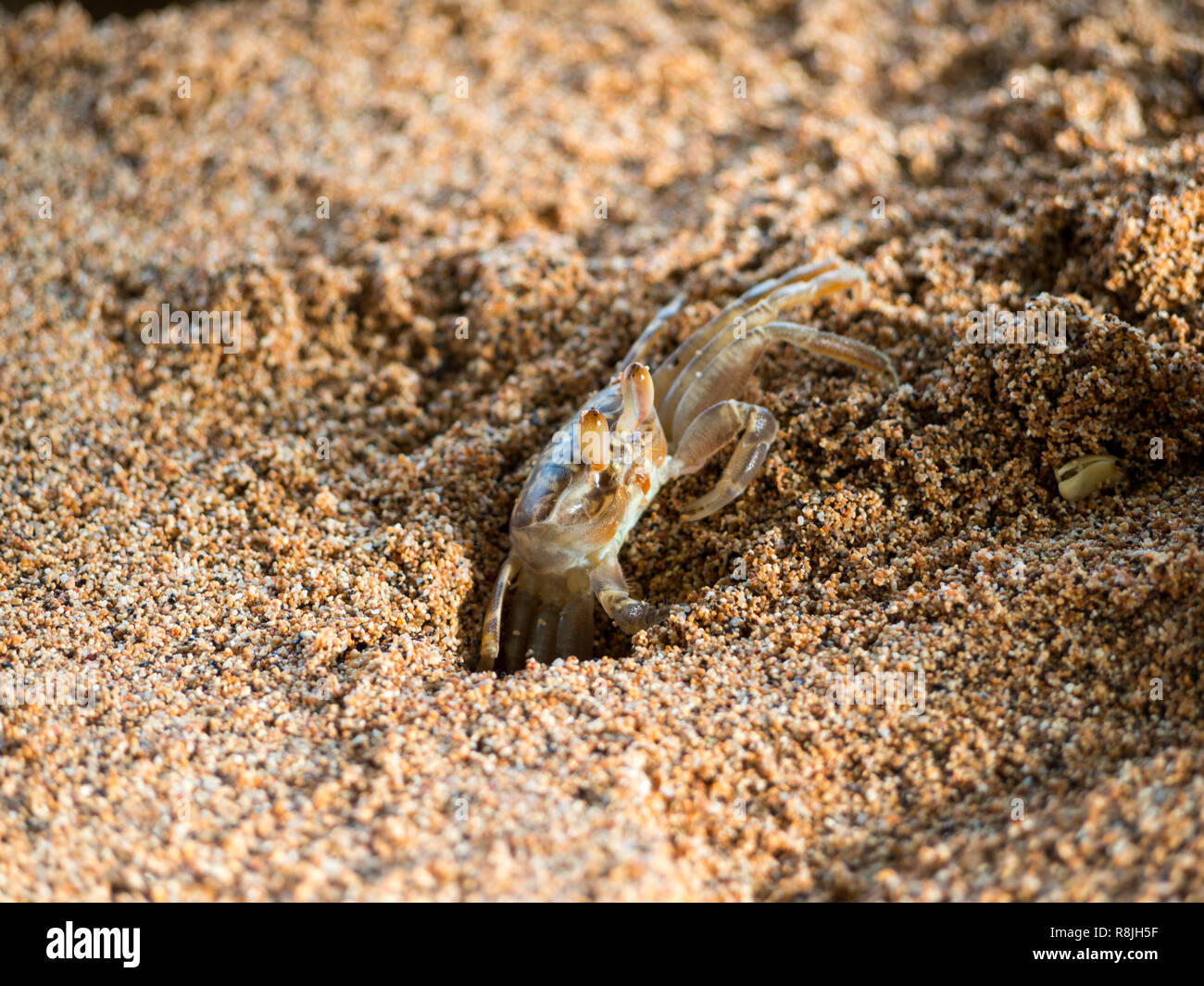Horned ghost crab hi-res stock photography and images - Alamy