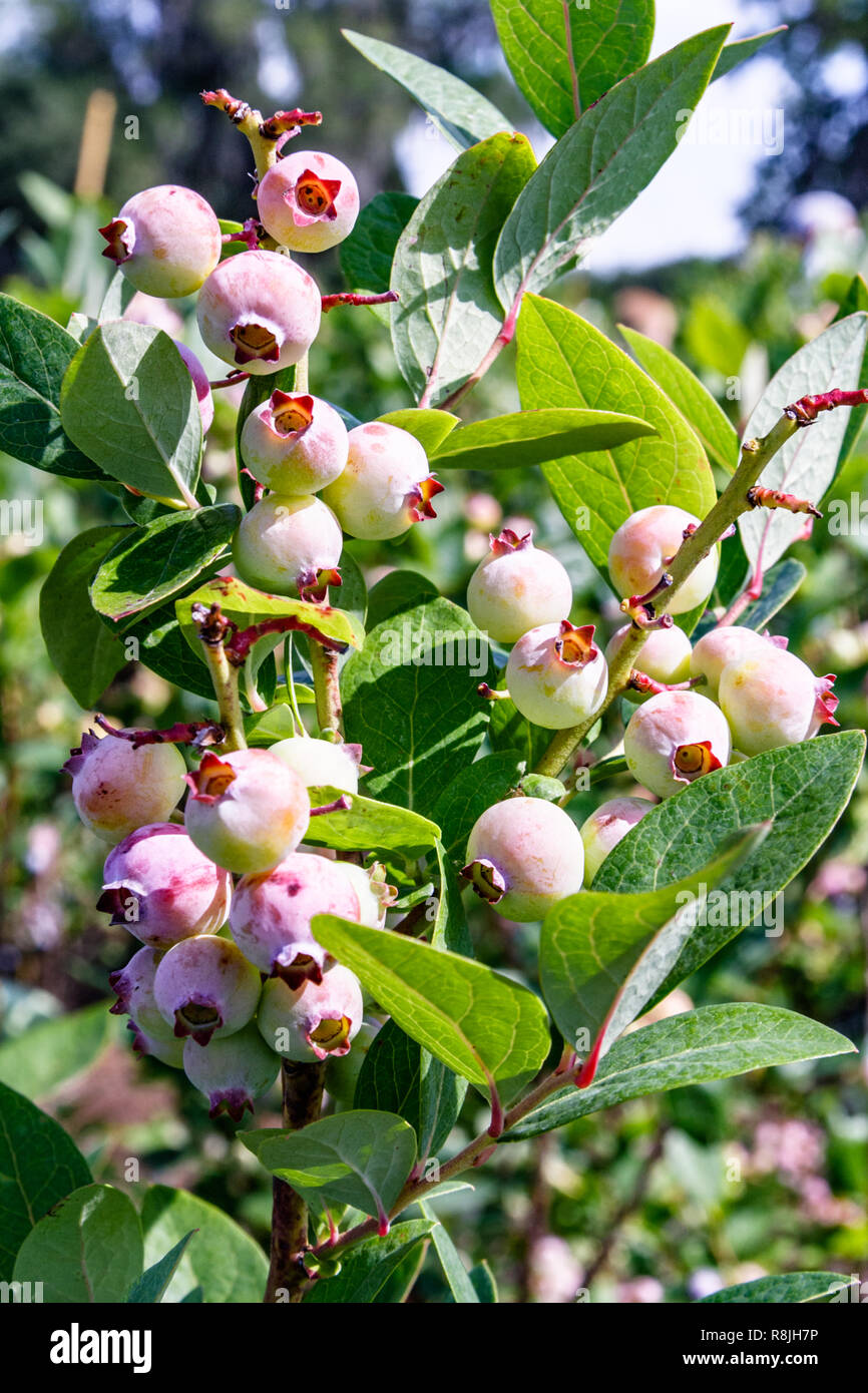 Highbush Blueberry High Resolution Stock Photography and Images - Alamy
