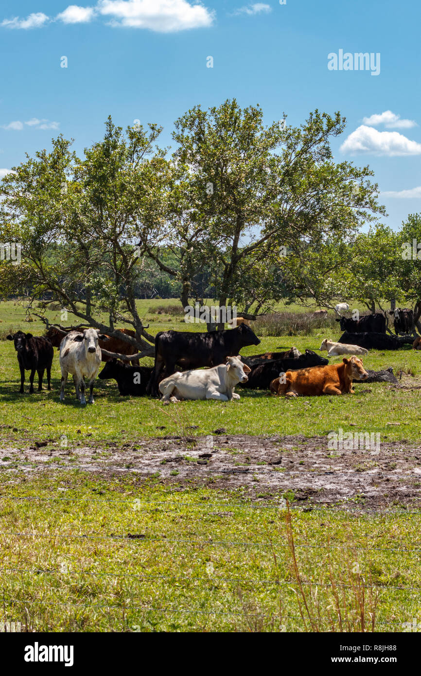 Cattle shade hi-res stock photography and images - Alamy