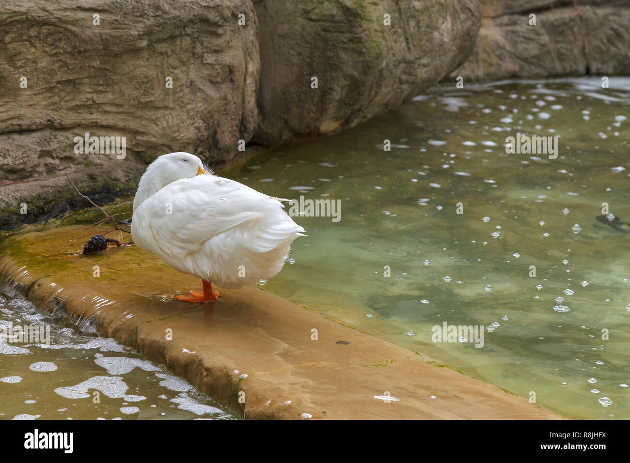 Fluffy duck hi-res stock photography and images - Alamy