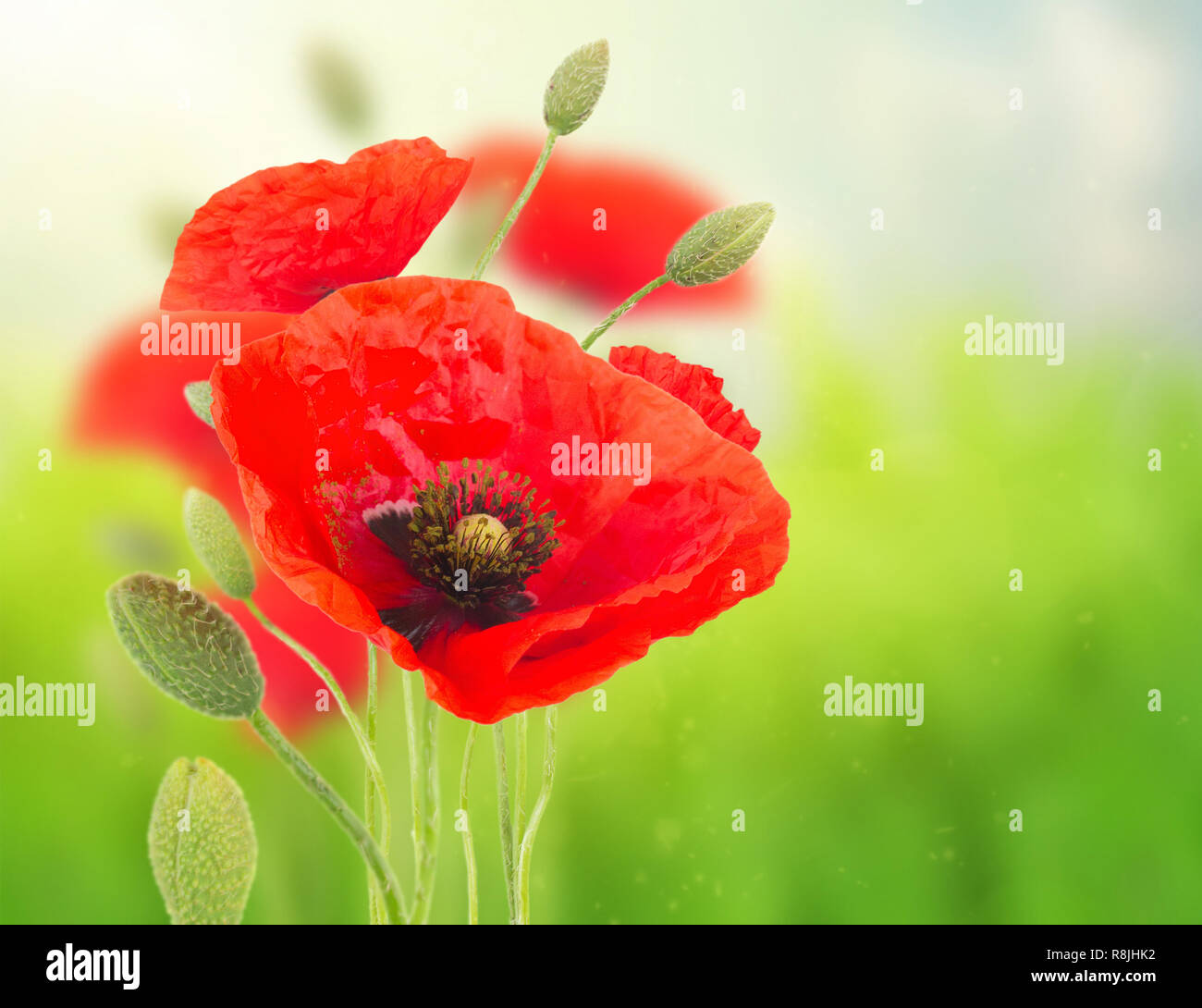Poppy red flowers Stock Photo - Alamy