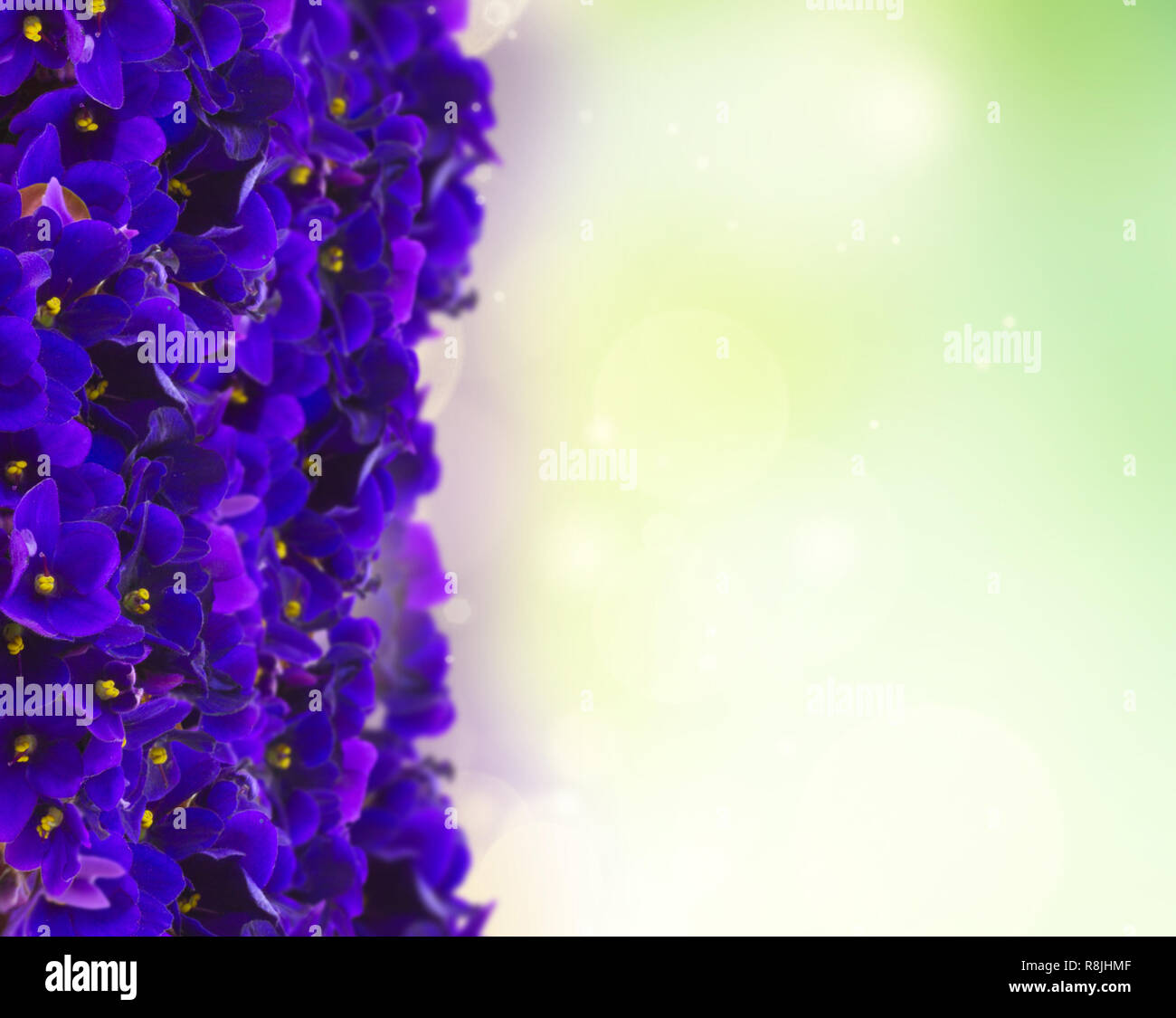 Posy of violets, pansies and ranunculus Stock Photo - Alamy