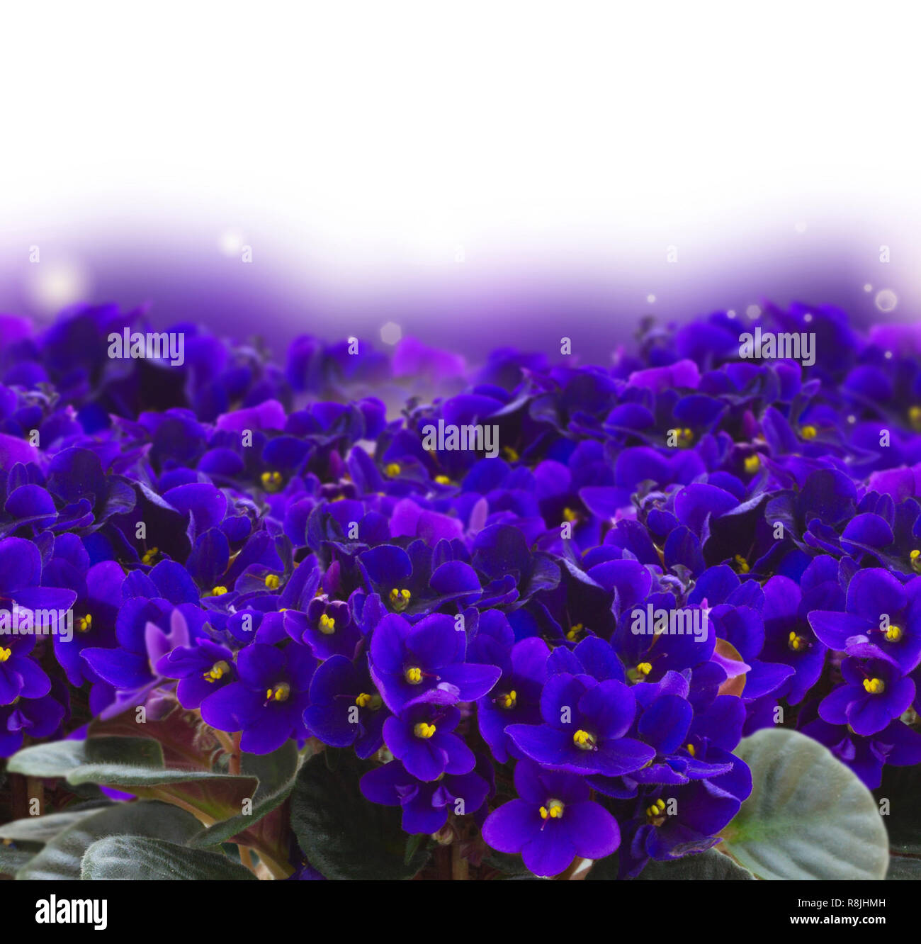 Posy of violets, pansies and ranunculus Stock Photo - Alamy