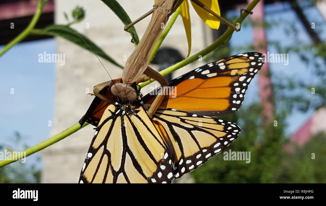 powerful large female tan colored praying mantis captured and eats a ...