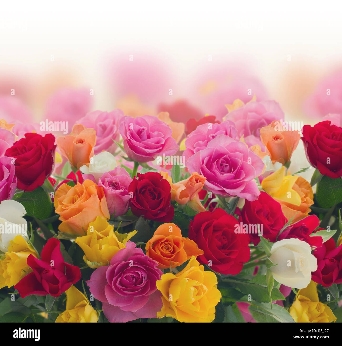 Red white yellow pink orange roses hi-res stock photography and images ...
