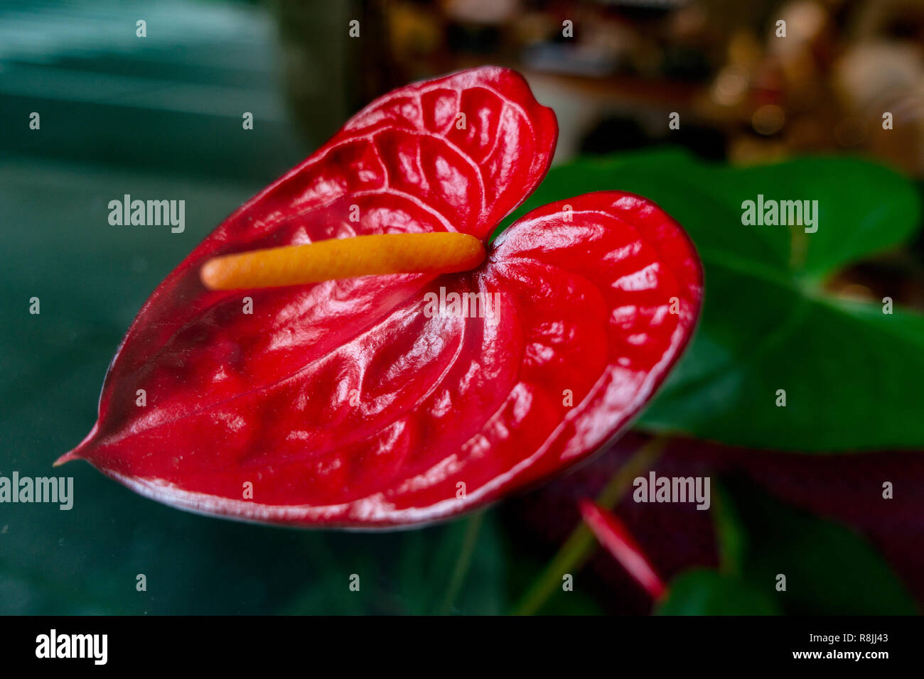 Center shoot hi-res stock photography and images - Alamy