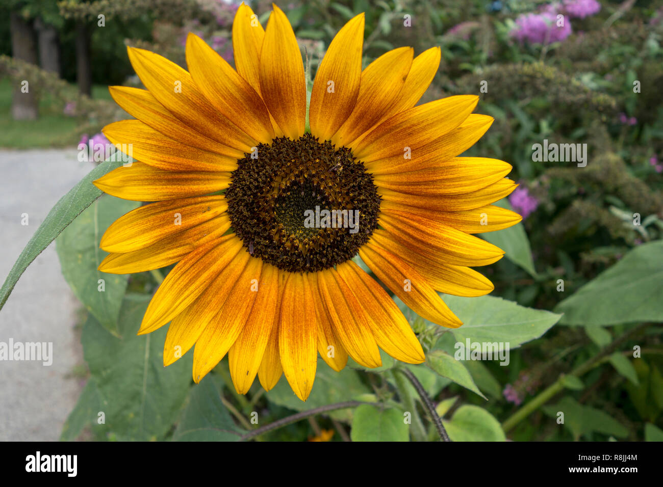 Big yellow flower outdoors in a public setting Stock Photo - Alamy
