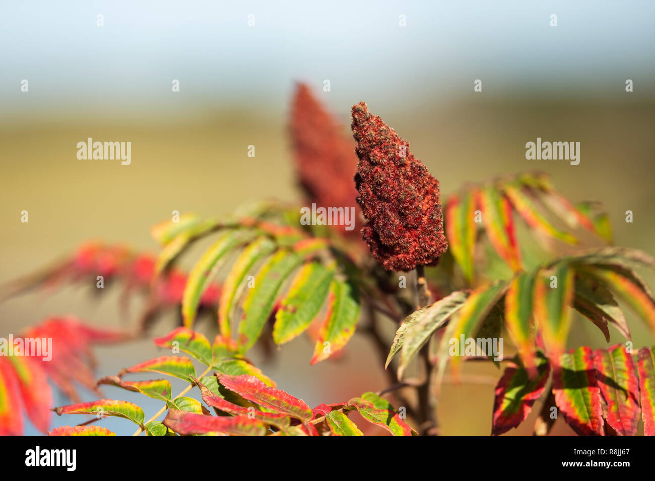 Staghorn sumac rhus typhina hi-res stock photography and images - Alamy