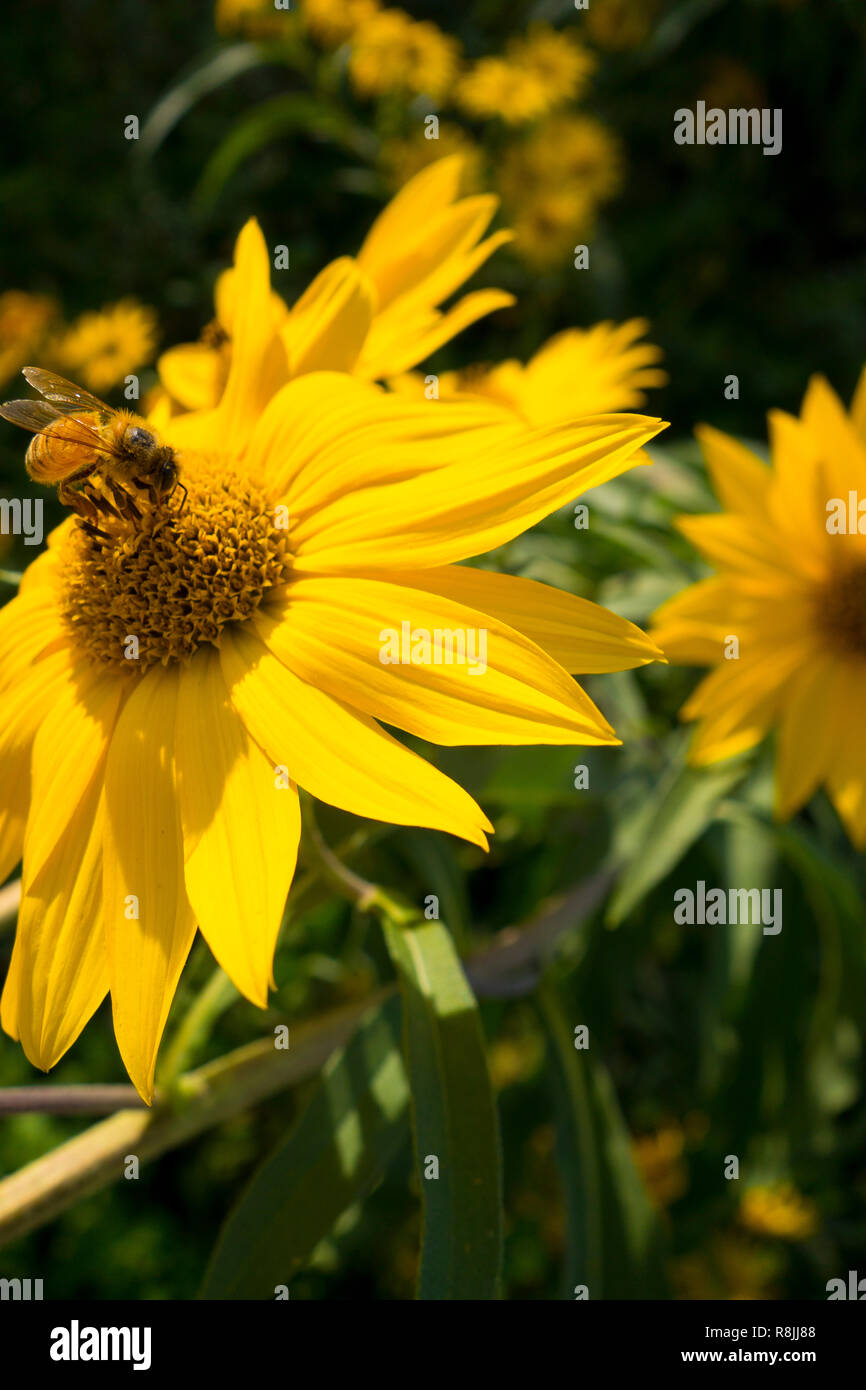 Worker honey bee hi-res stock photography and images - Alamy
