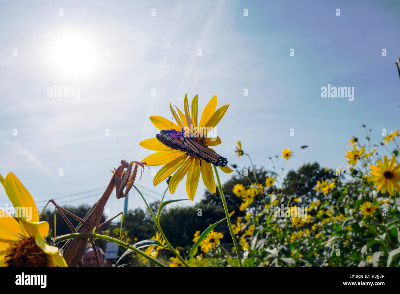 Large tan and green praying mantis eating a monarch butterfly caught a ...
