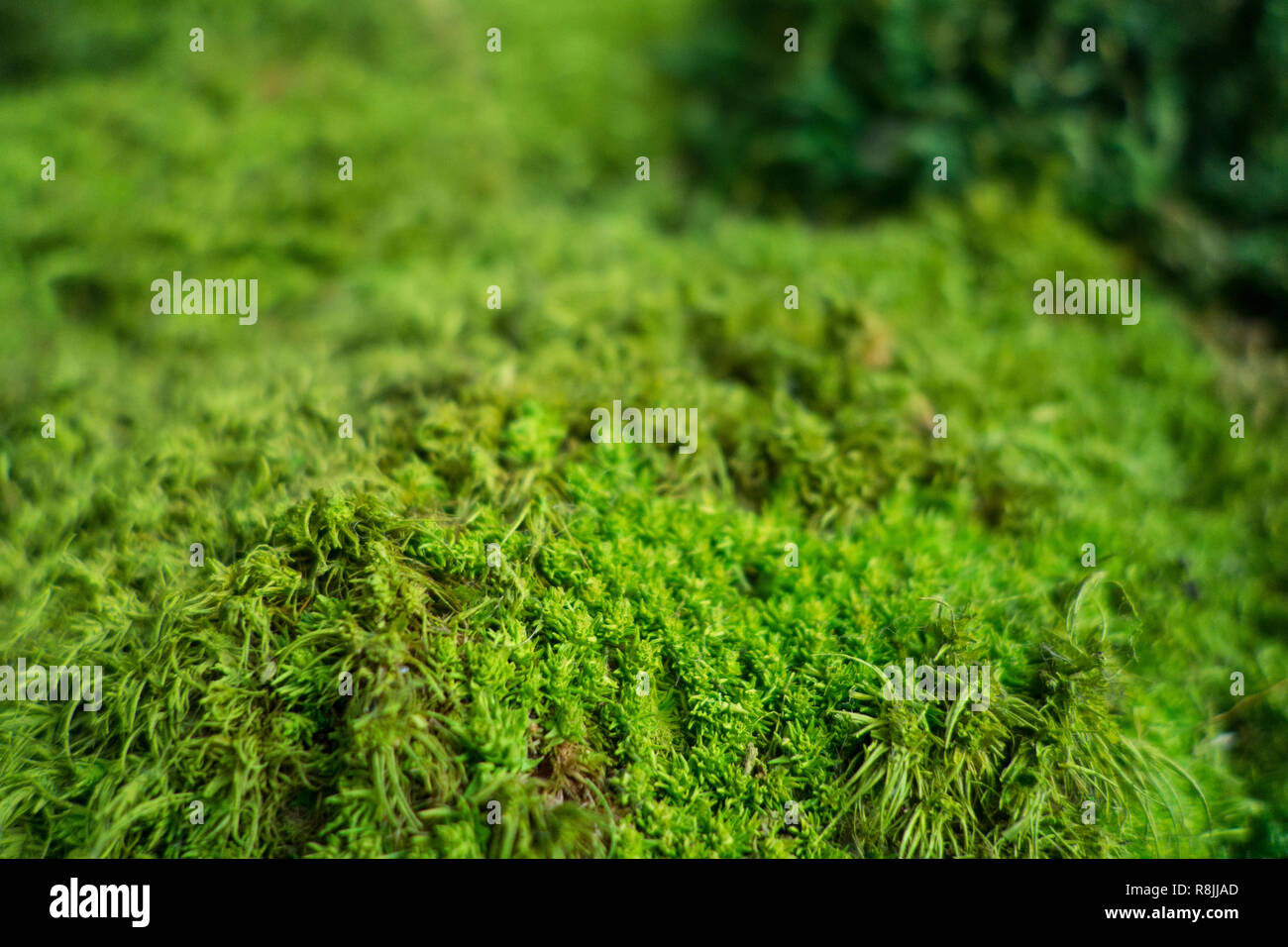 Various types of plants hi-res stock photography and images - Alamy