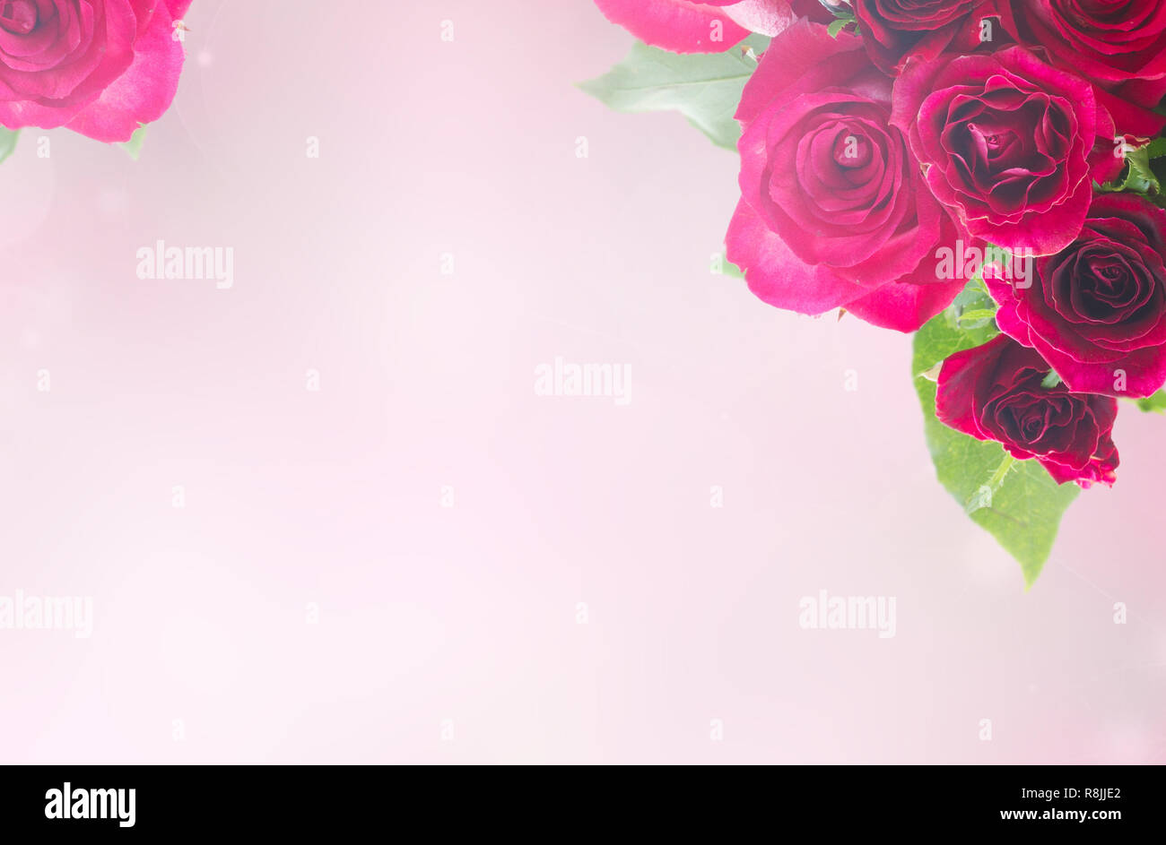 Dark Red Rose Petals