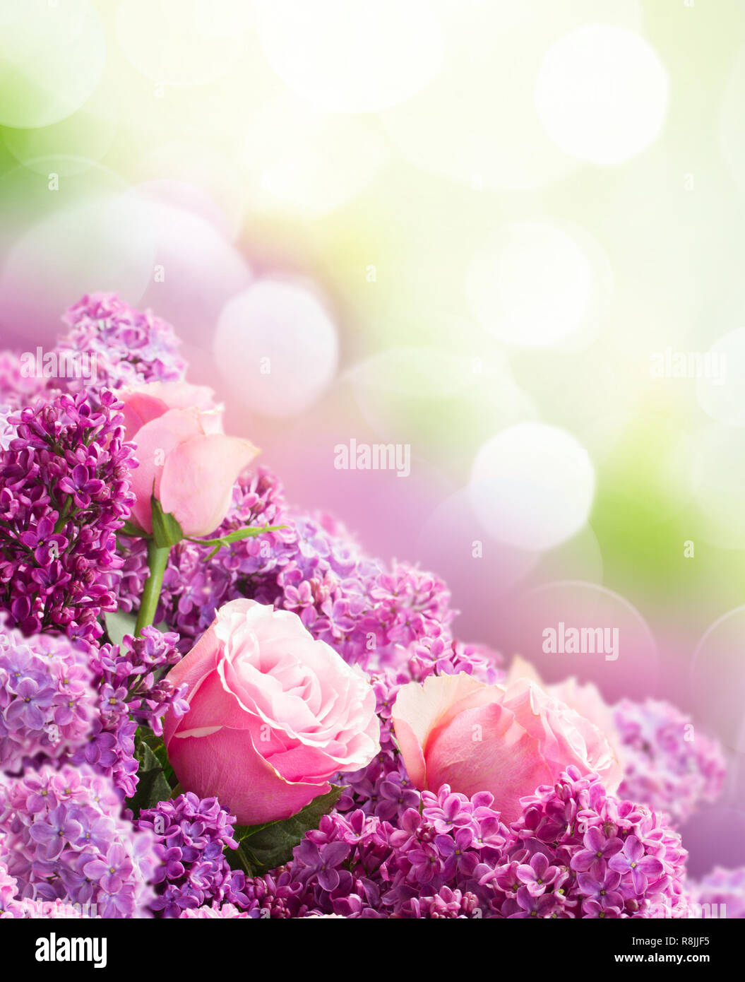 Lilac and rose flowers Stock Photo - Alamy
