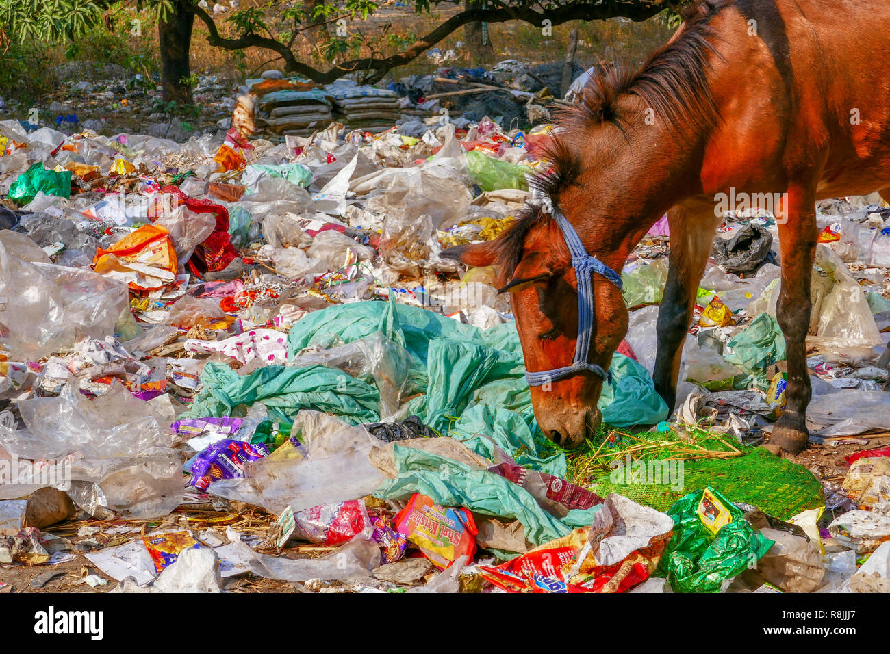 Plastic pollution animals hi-res stock photography and images - Alamy