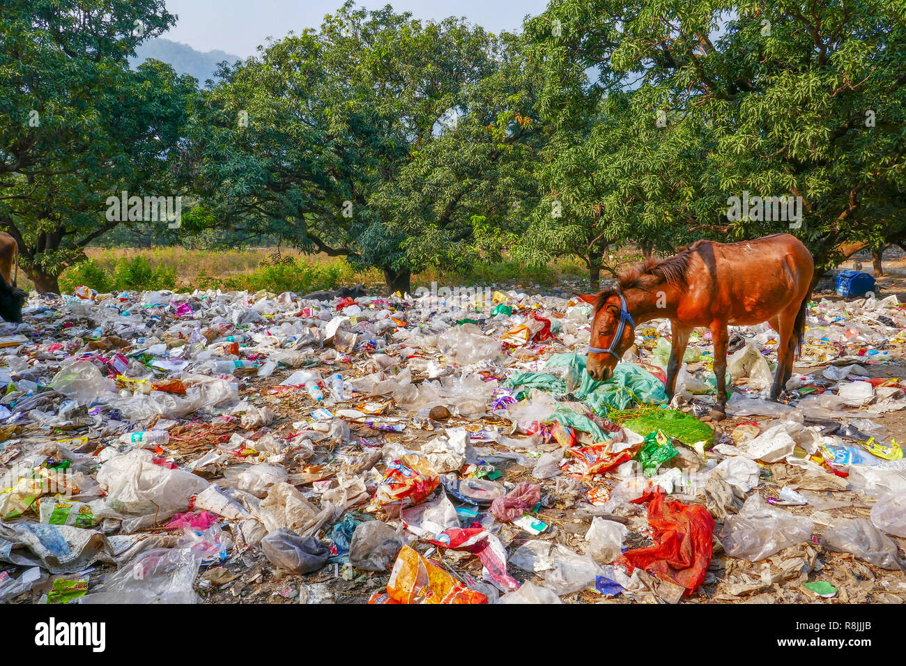 Plastic pollution animals hi-res stock photography and images - Alamy
