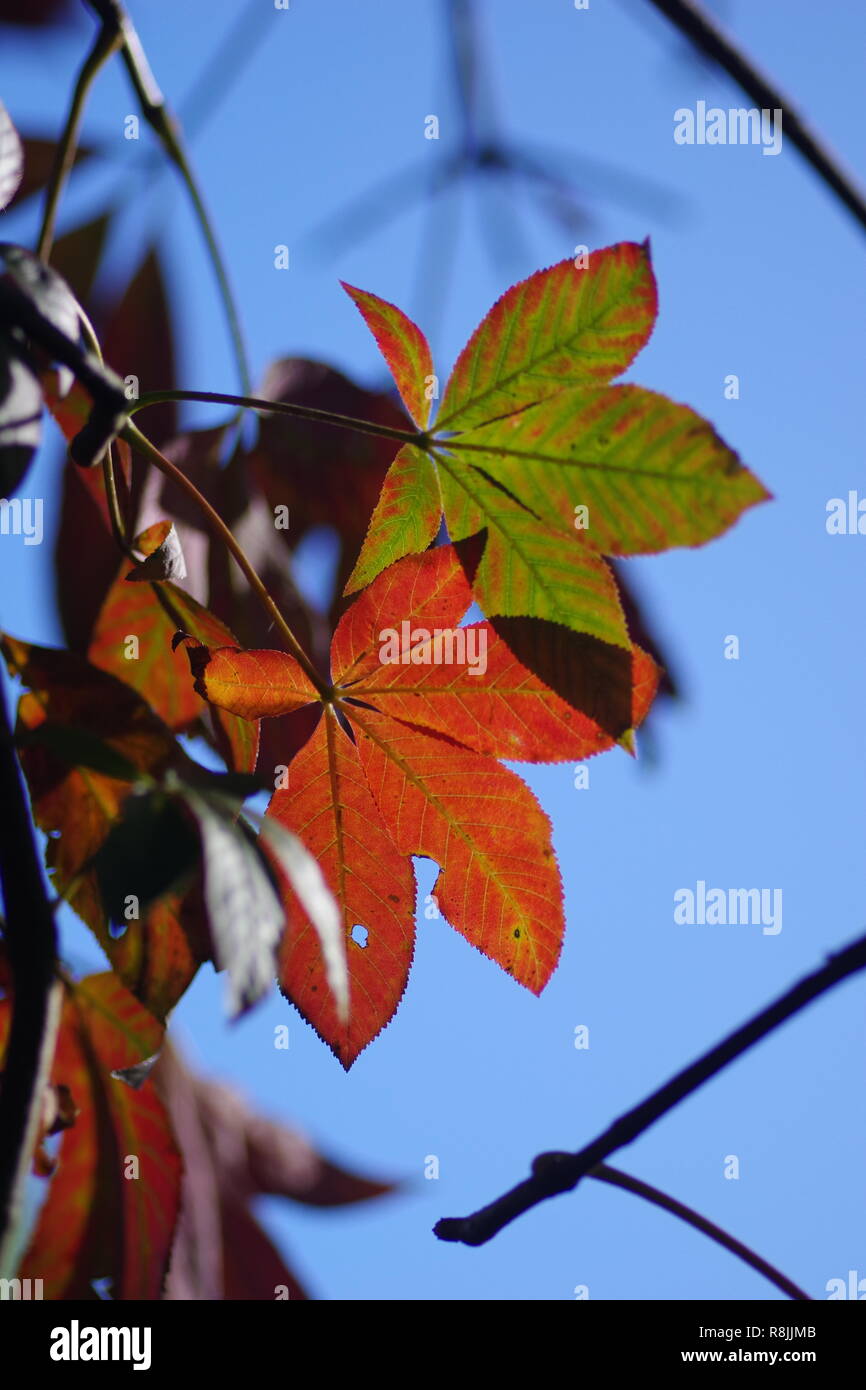 Old horse chestnut tree september hi-res stock photography and images ...