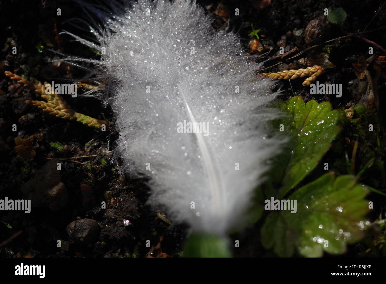 White Downy Birds Feather Adorned with Morning Dew. Aberdeen, Scotland ...