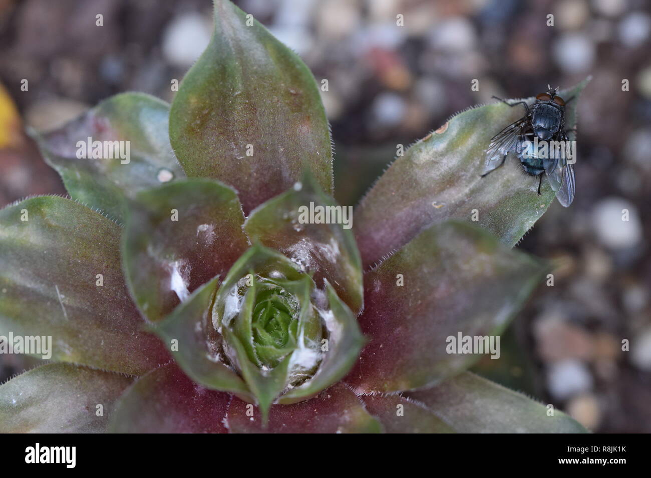 Fly on plant Stock Photo - Alamy