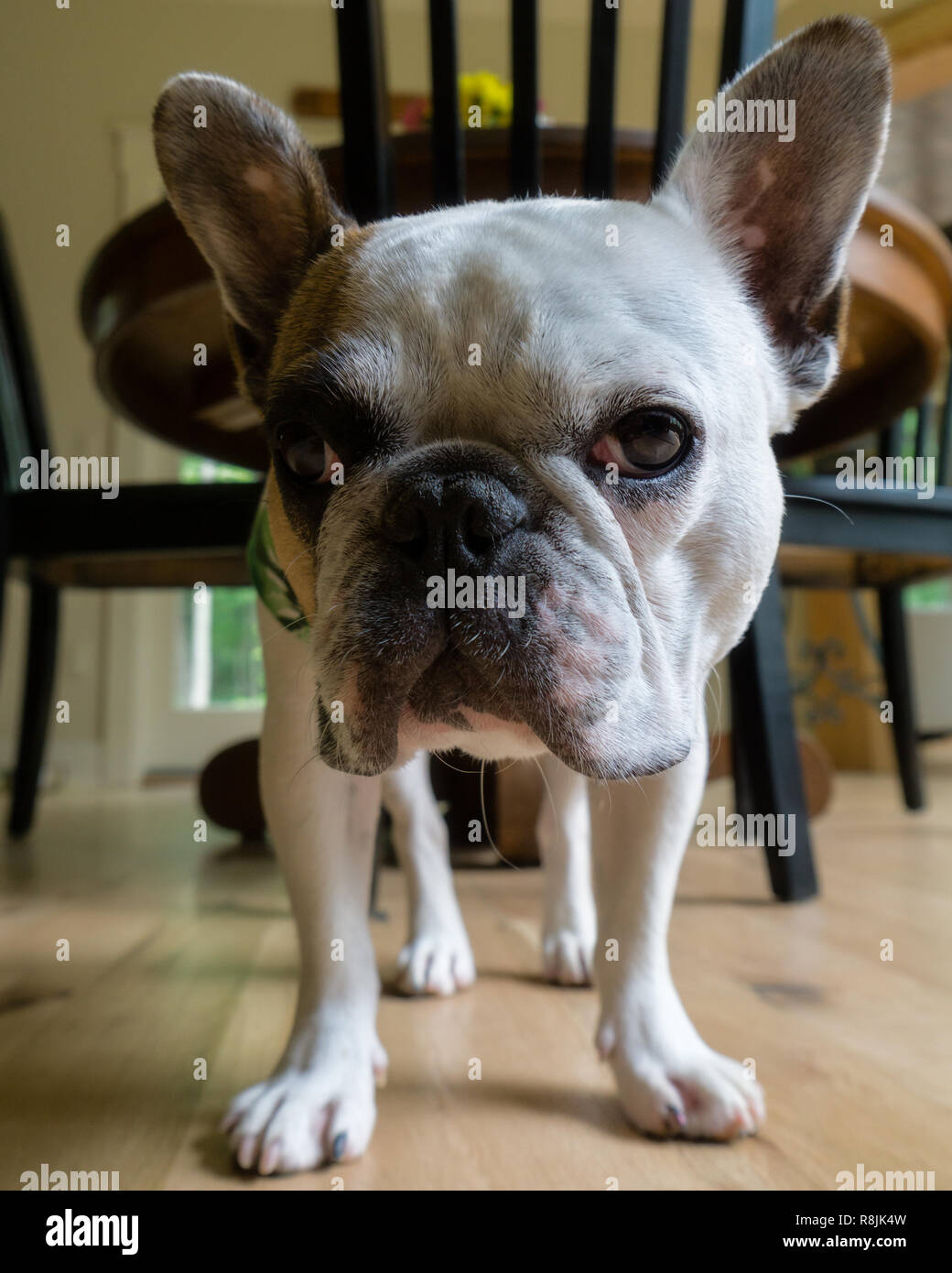 A frenchie posing for the camera Stock Photo - Alamy