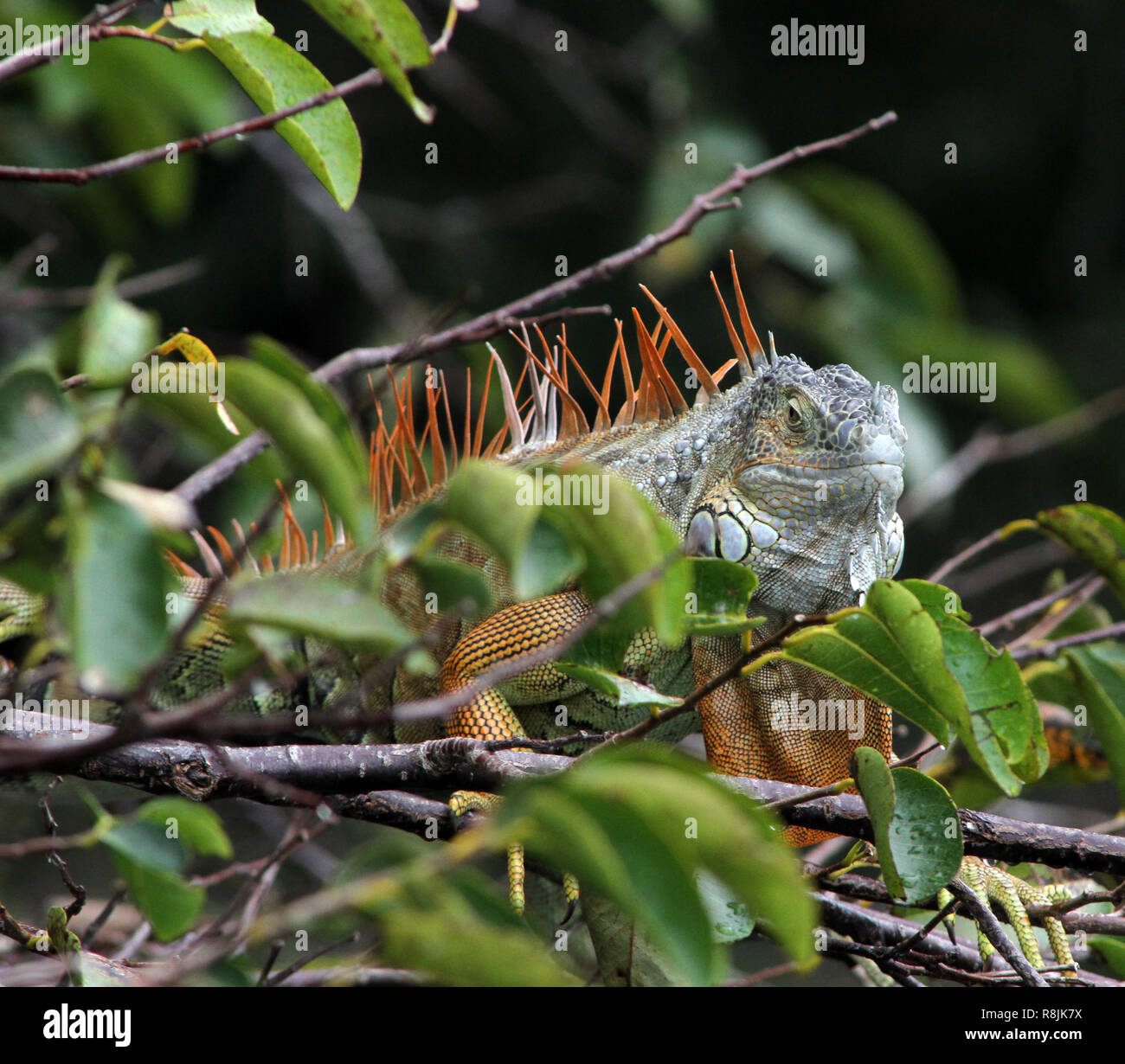 Invasive green iguana laying in a tree in South Florida, this species ...