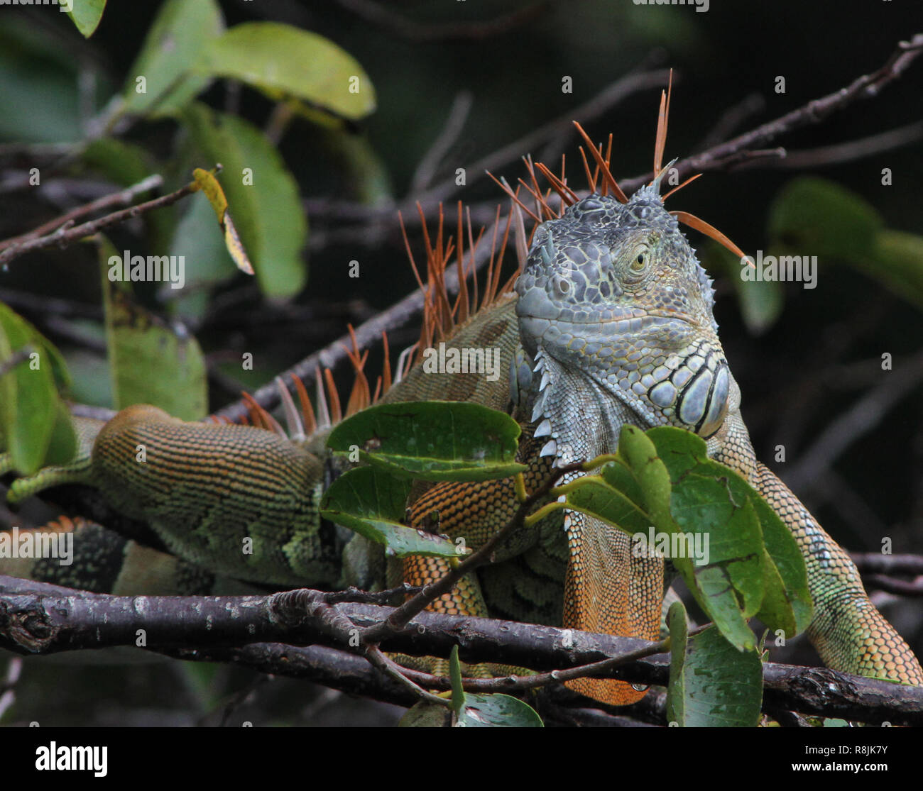 Invasive green iguana laying in a tree in South Florida, this species ...