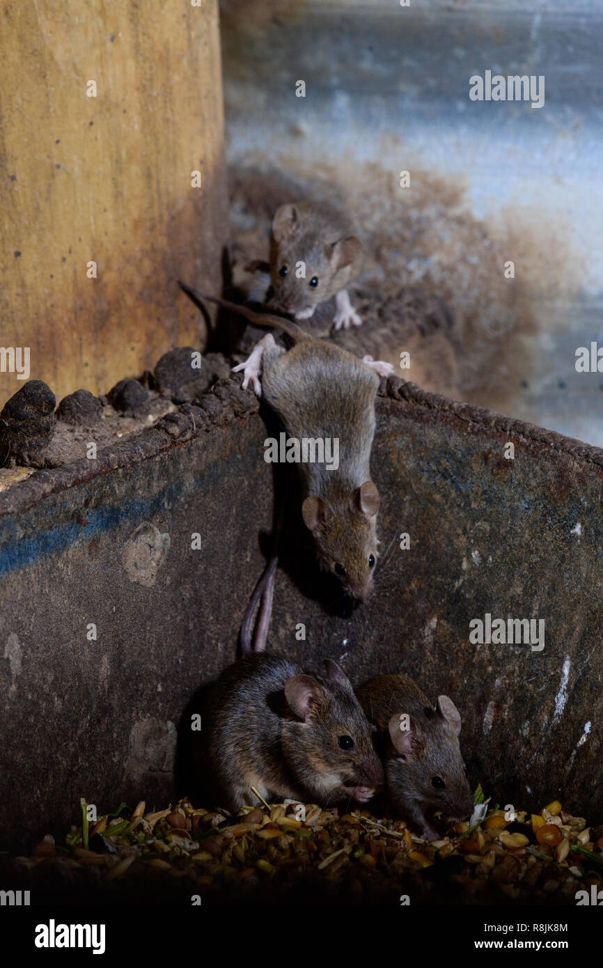 Grain pests hi-res stock photography and images - Alamy