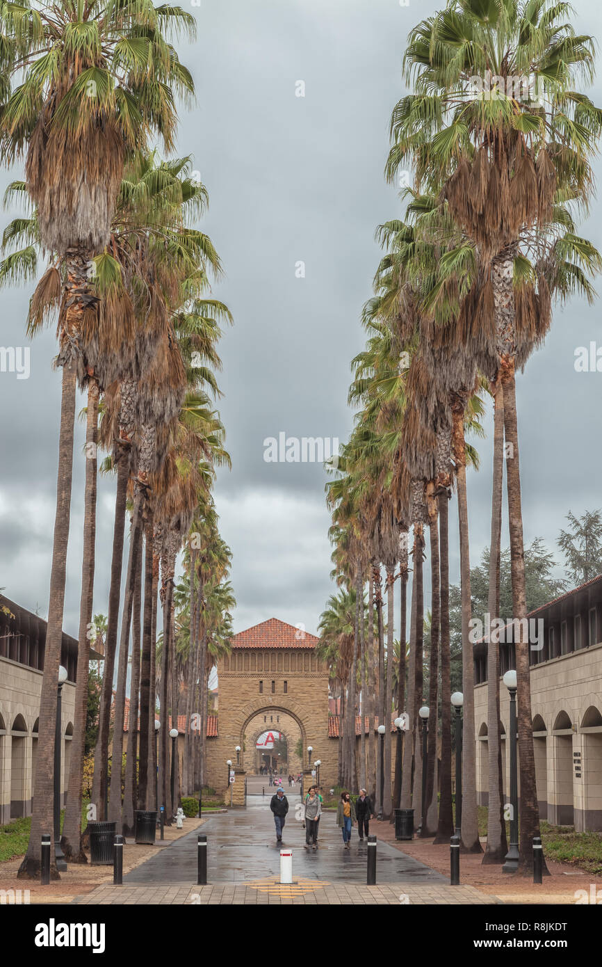 Palm trees at Stanford University campus, Palo Alto, California, United ...
