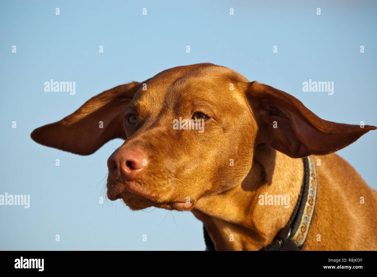 Wind blown dogs hi-res stock photography and images - Alamy