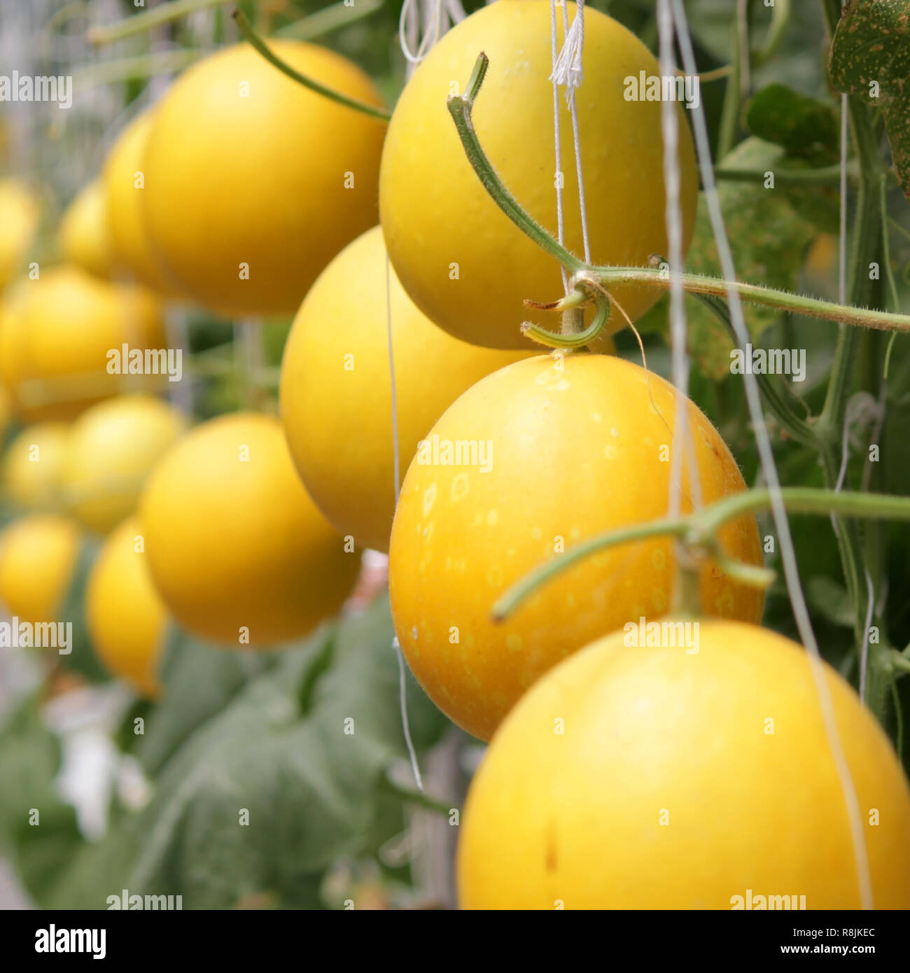 Honeydew melon growing hi-res stock photography and images - Alamy