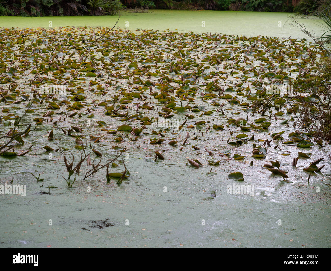 Surface of a Pond Stock Photo - Alamy