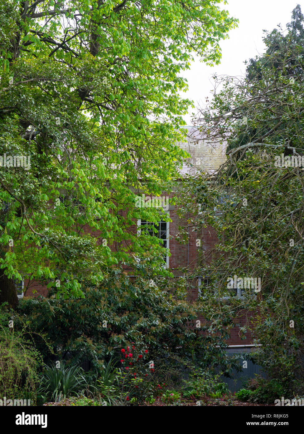 Building Windows Through The Trees Stock Photo - Alamy