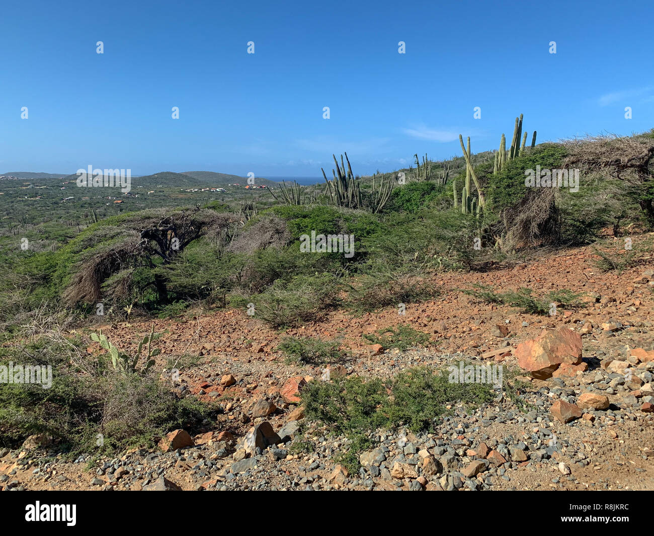 Aruba landscape - Stenocereus griseus cactus bush - a native Aruban ...