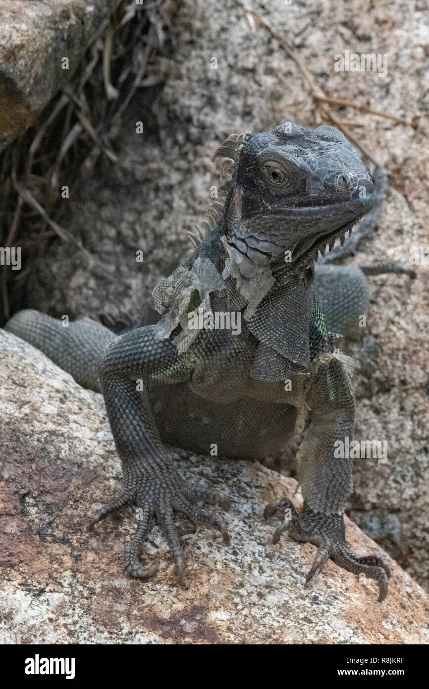 green iguana - Iguana Iguana - Iguana resting in the sun - native Aruba ...