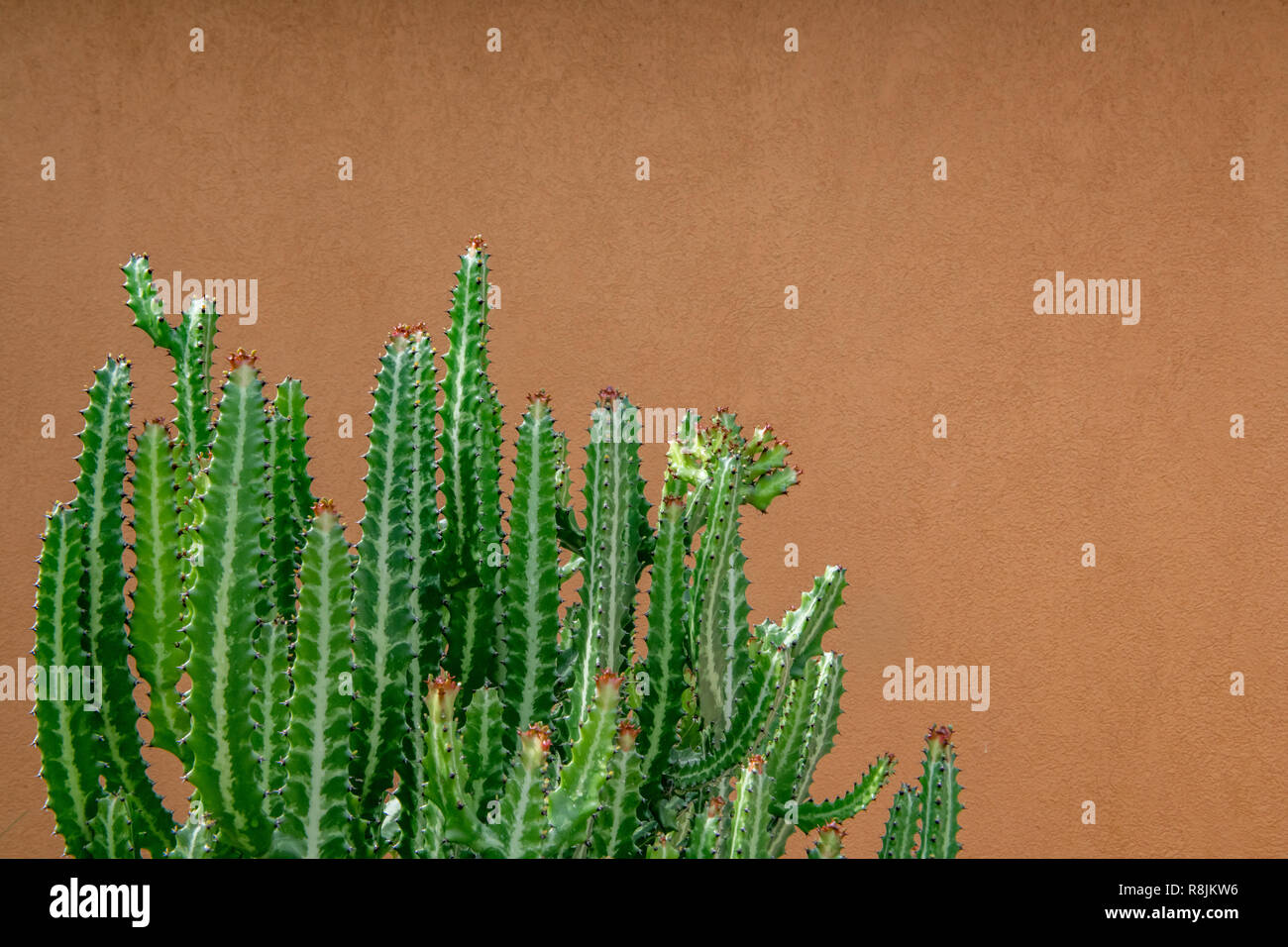 Native plant aruba hi-res stock photography and images - Alamy