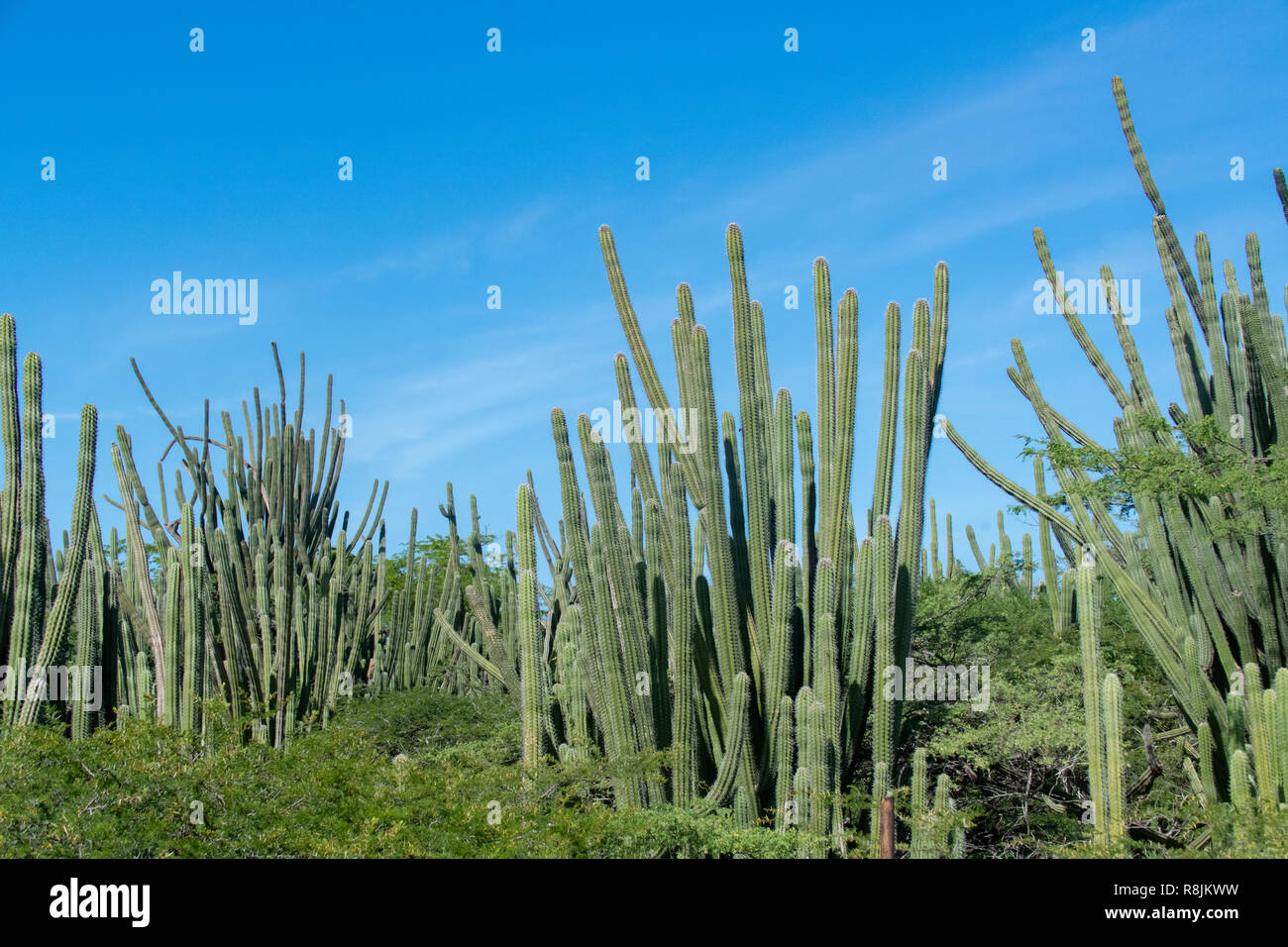Aruba landscape - Stenocereus griseus cactus bush - a native Aruban ...