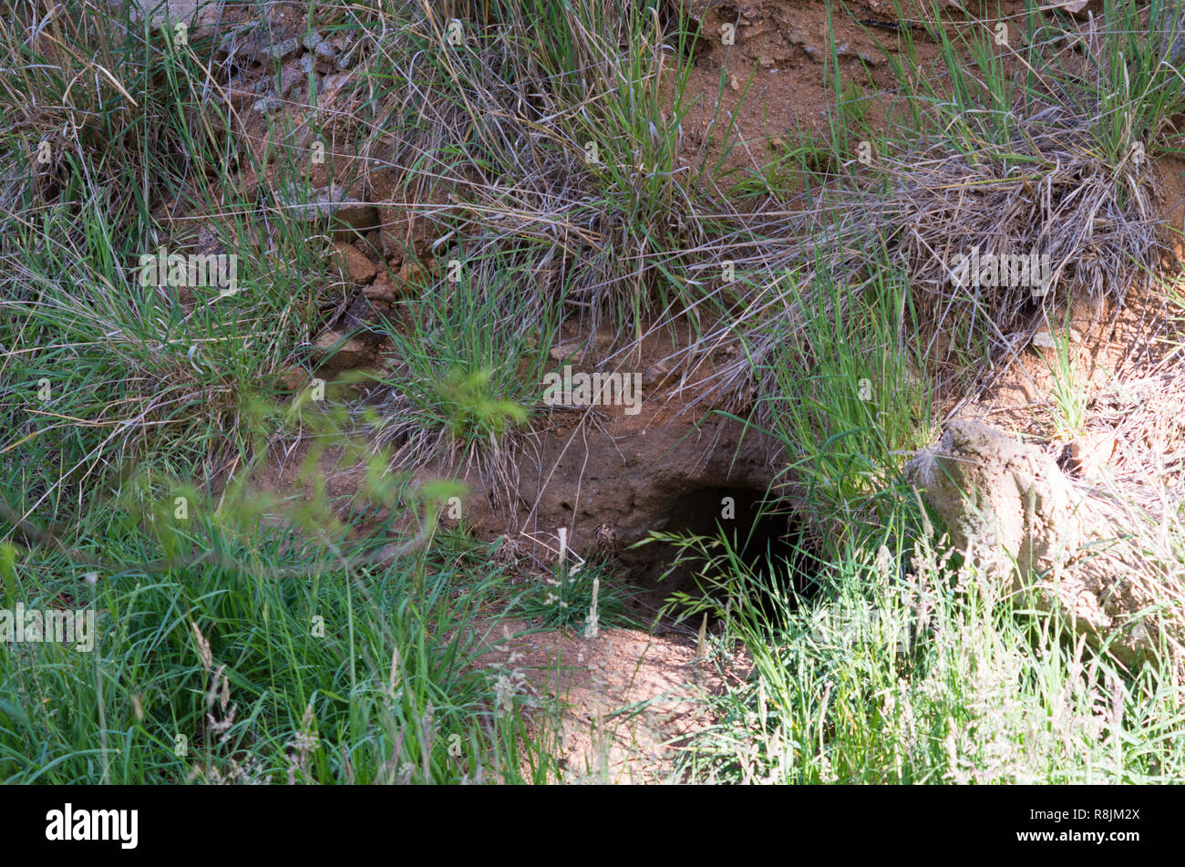 Wombat hole hi-res stock photography and images - Alamy