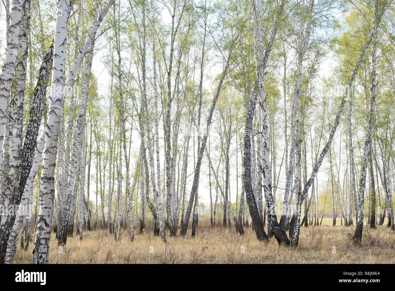 Spring birch forest Stock Photo - Alamy