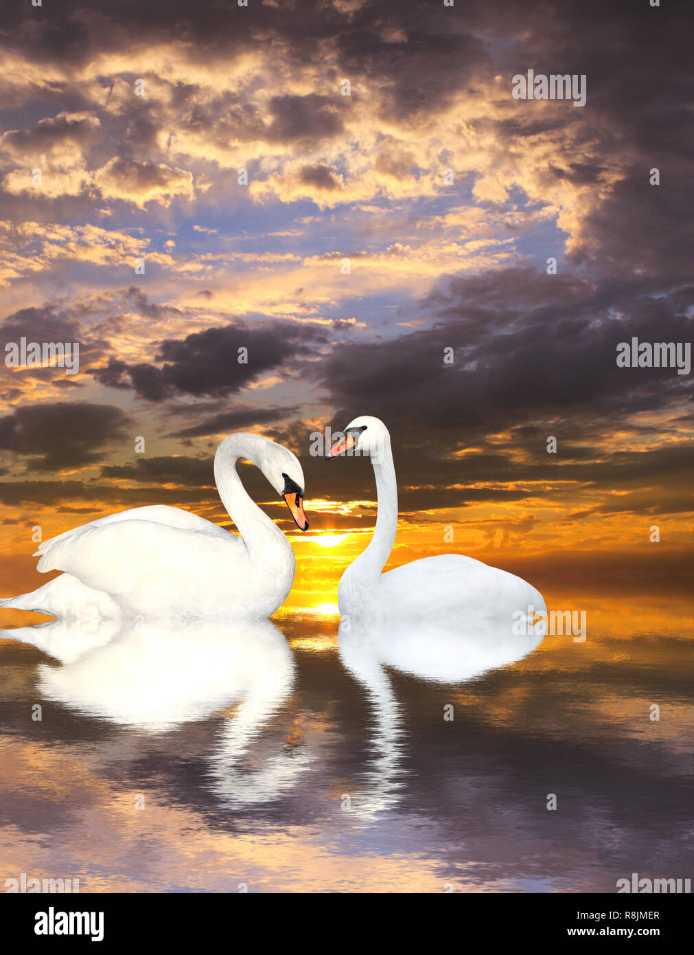 Two white swans Stock Photo - Alamy